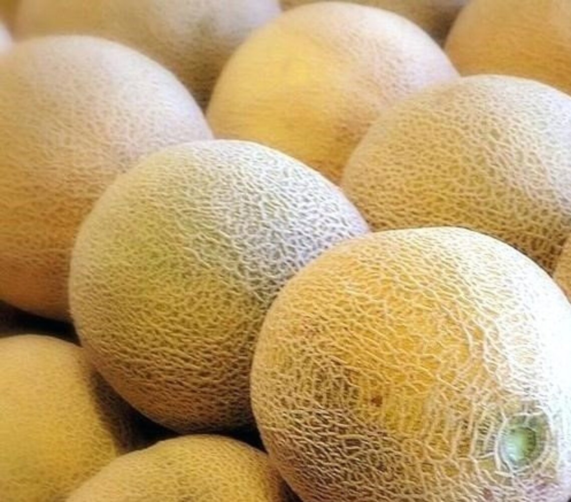 50 Stück Bio-Melonensamen - Hales Best Jumbo - Unglaublich süß und ...