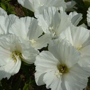 50 Pcs White Godetia Grandiflora Flower Seeds White - Etsy