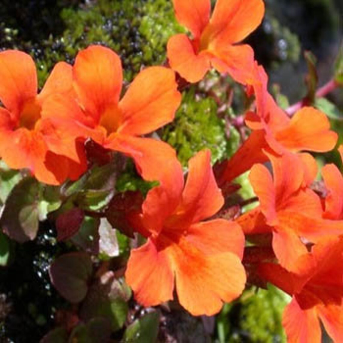 50 Pcs Orange Mimulus Flower Seeds Mimulus Hybridus F2 | Etsy
