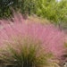 30 Rare Purple Love Grass Seeds/eragrostis Spectabilis/tufted Love ...