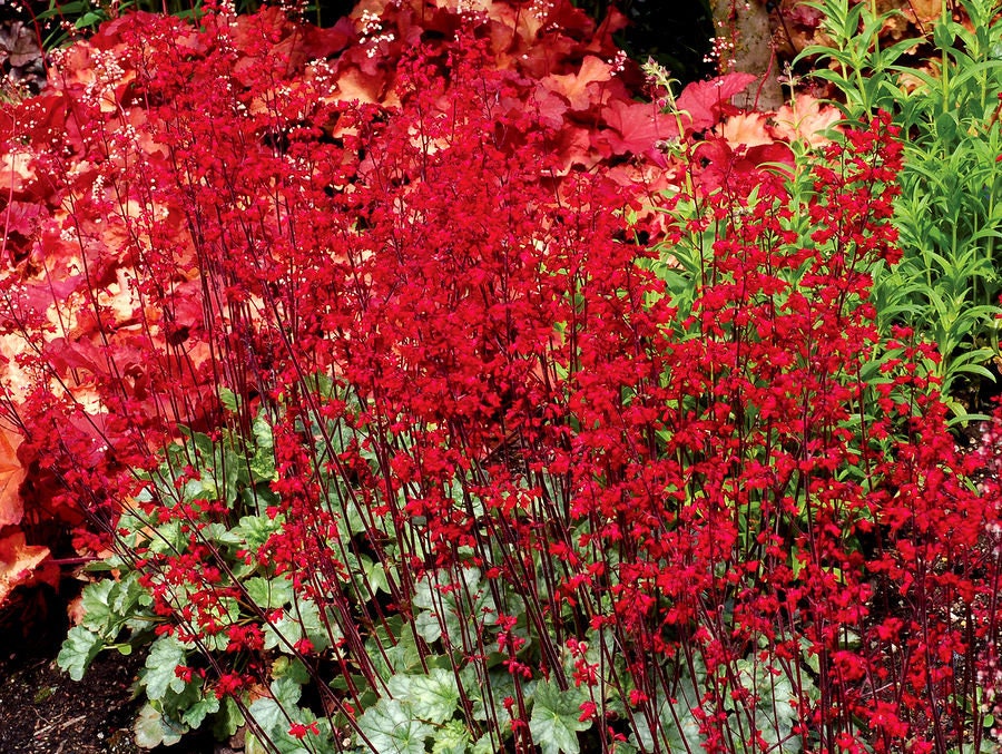 Heuchera Sanguinea Firefly
