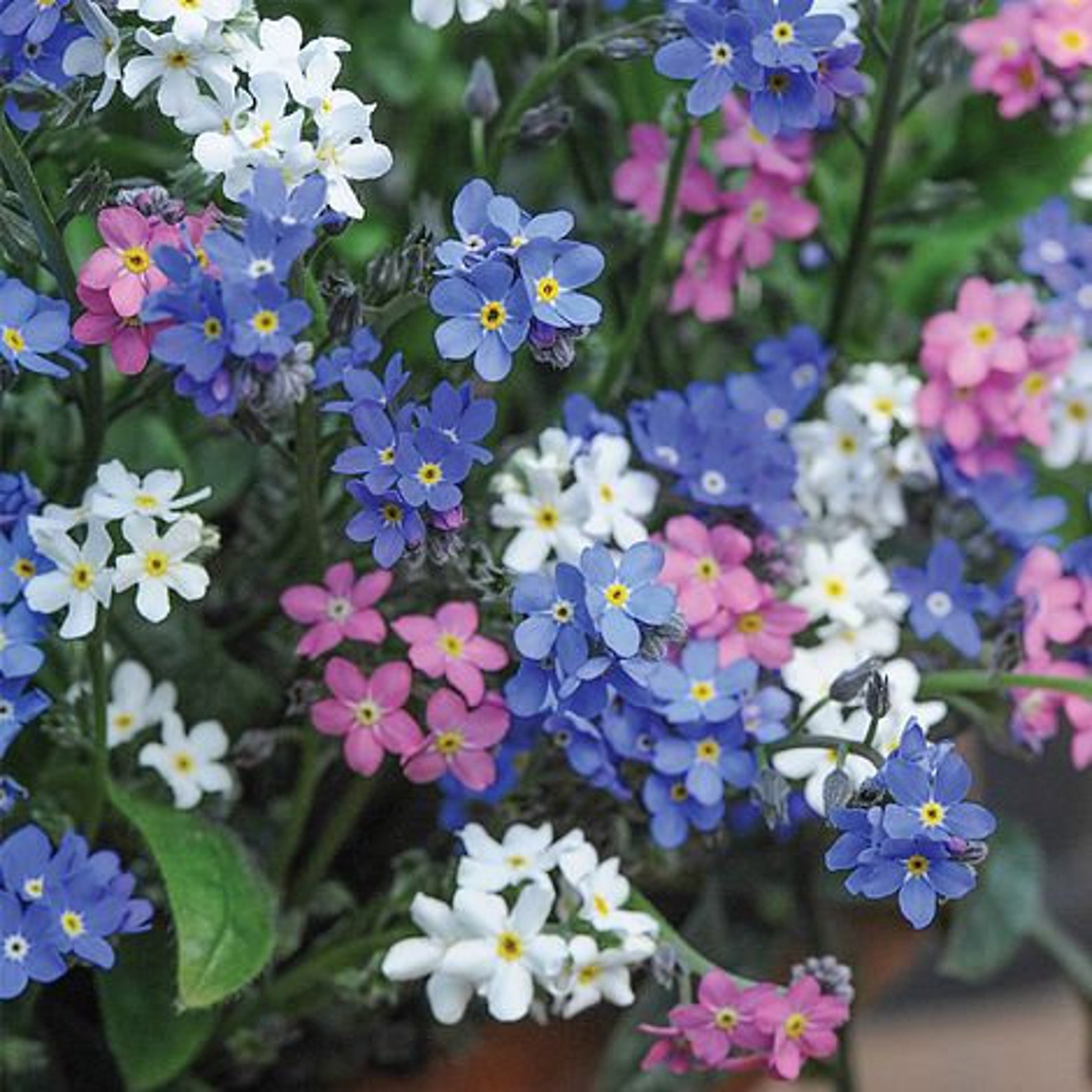 100 Pcs Alpine Forget Me Not Mix Flower Seeds - Heavenly Hybrid ...