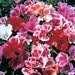 100 Pcs Godetia Grandiflora Monarch Mix Flower Seeds- Colorful and ...