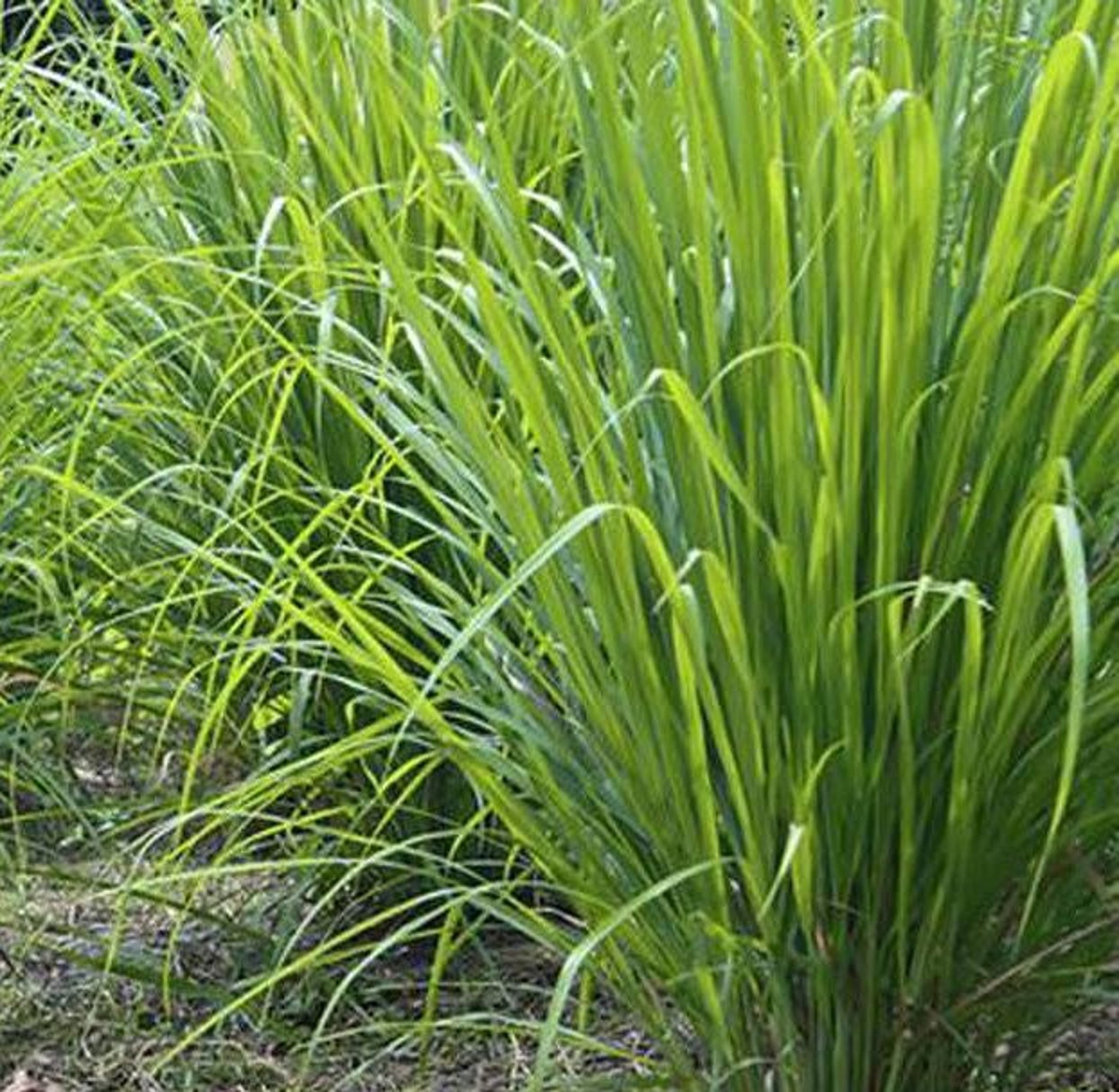 100 Lemon Grass Plant Seeds/cymbopogon Flexuosus/barbed Wire Grass ...