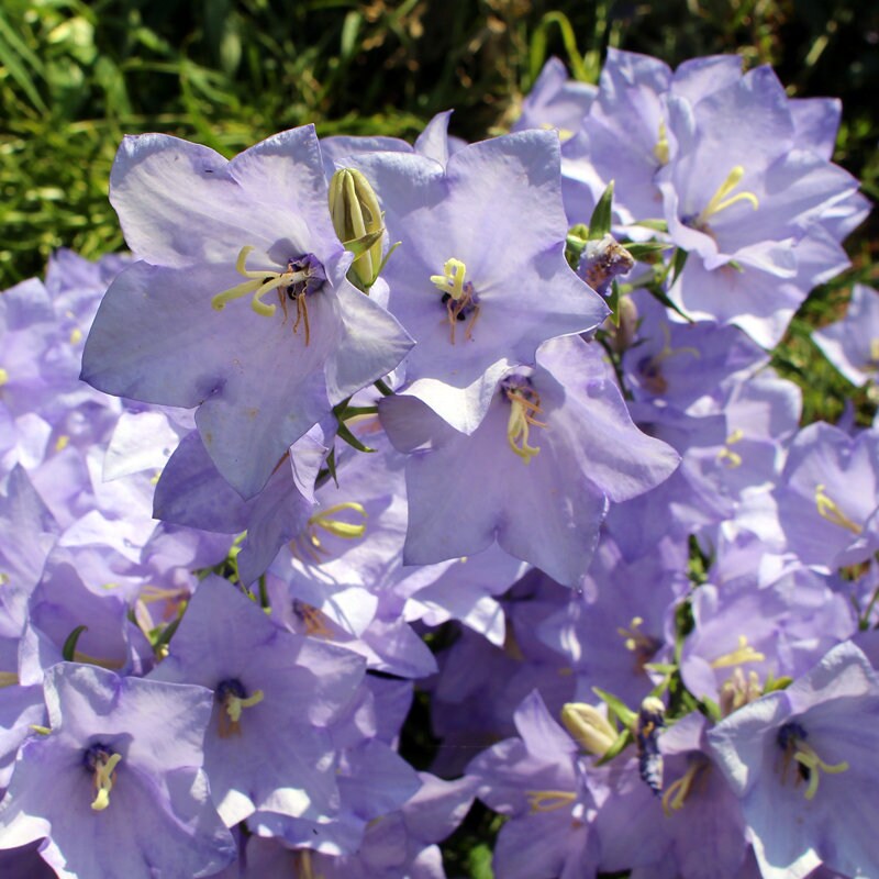 100pcs Peach Bell Flower Seeds Tussock Flower CAMPANULA - Etsy