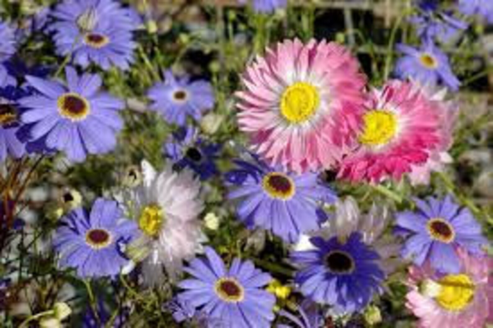 100 Swan River Daisy Mix Flower Seeds/ Brachyscome - Etsy