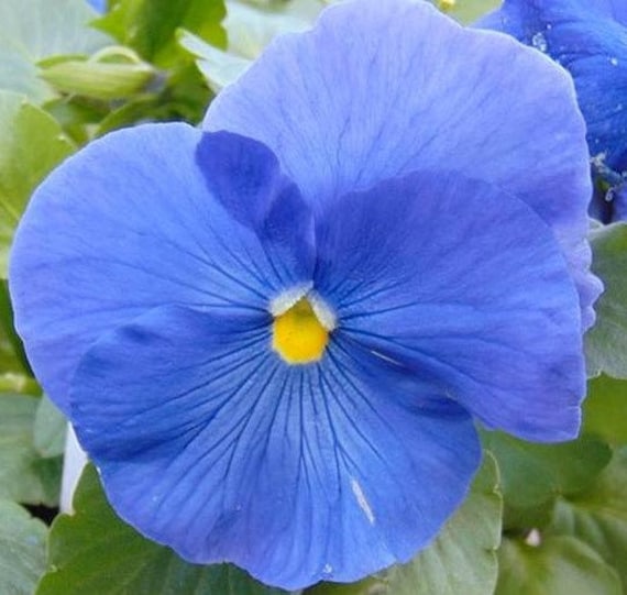 Blue Pansy Flower