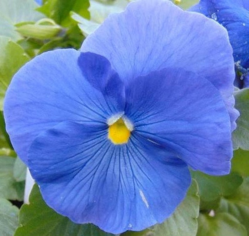 50 Pcs Pansy Swiss Light Blue Flower Seeds-pansy Clear Crystal - Etsy