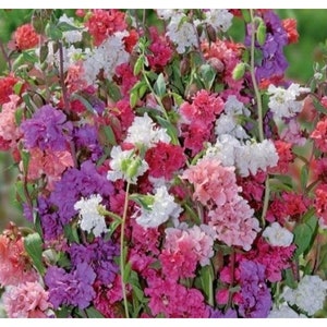 200 Pcs Godetia Glandiflora Double Mixed Flower Seeds - Clarkia Double ...