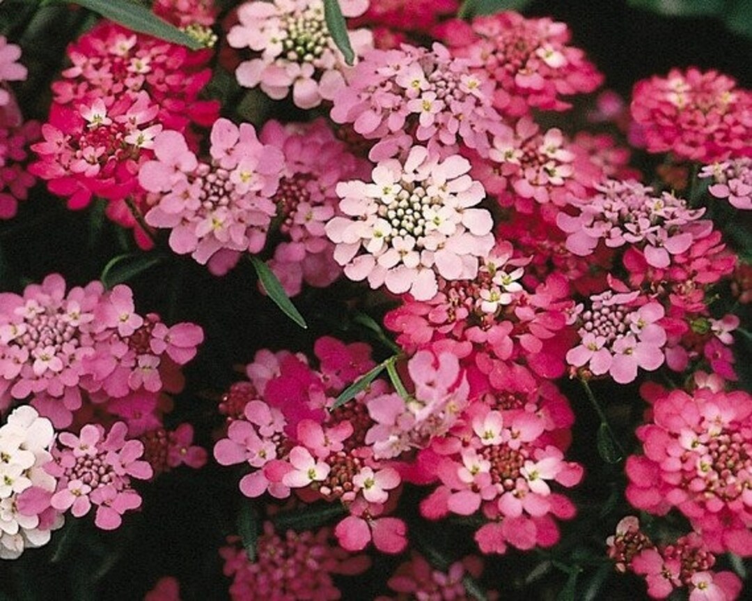 100 Pcs Mixed Candytuft Umbellata Flower Seeds-beautiful Annual Iberis ...