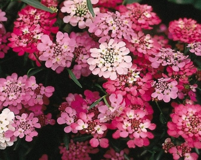Candytuft Dwarf Mix Flower Seeds/iberis Umbellata/annual 100+ - Etsy