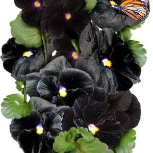 50 Pcs Black Pansy Flower Seeds- Black Clear Crystals Viola Pansy ...
