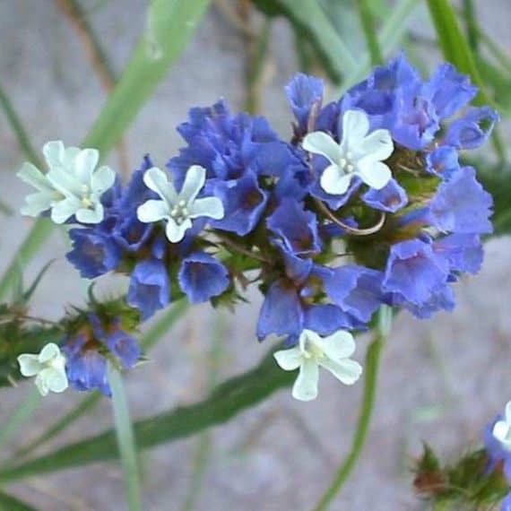 Blue Statice Flower