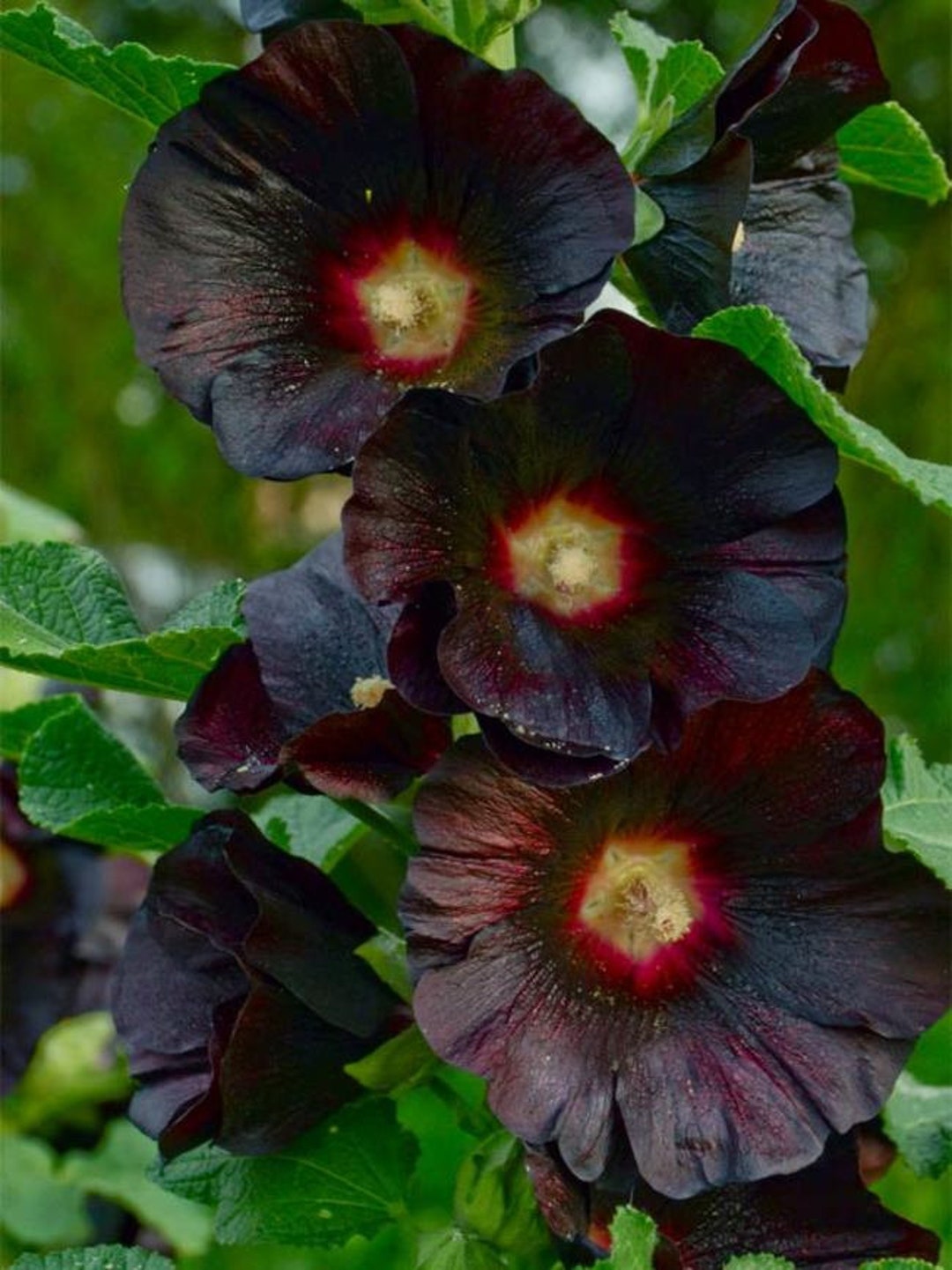 Black Hollyhock