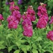 50 Pcs Deep Rose Stock Flower Seeds-matthiola Incana Ten Week Deep Rose ...