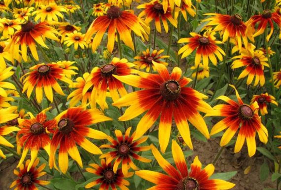 200pcs Rudbeckia Black Eyed Susan Mix Flower Seeds-- Golden Coneflower ...