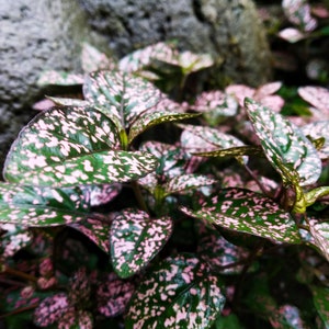 20 Pcs Hypoestes Pink Polka Dot Flower Seeds-fl256-hypoestes ...
