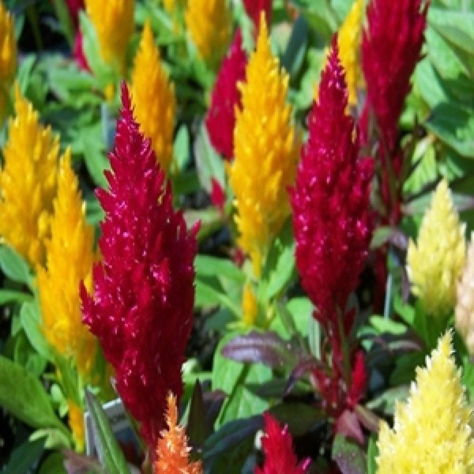 100 Pcs Celosia Plumosa Mix Seeds- Plumosa Argentia AKA Plumed ...