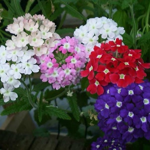 100 Pcs Colorful Verbena Mixed Hybrid Flower Seeds- Verbena ...