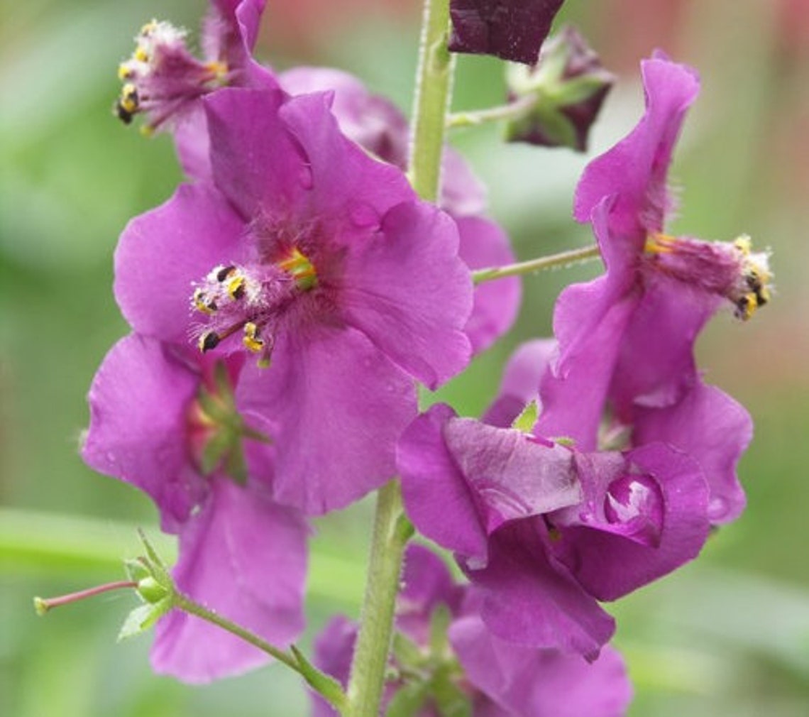 100pcs Verbascum Temptress Flower Mix Flower Seeds/verbascum Phoeniceum ...