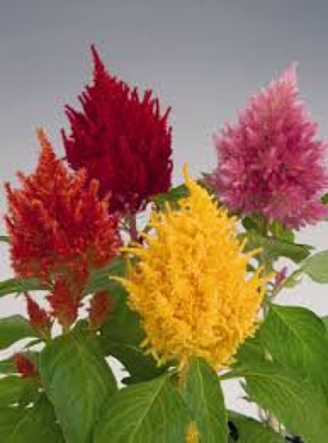 100 Pcs Celosia Plumosa Mix Seeds- Plumosa Argentia AKA Plumed ...