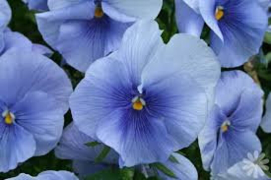 50 Pcs Pansy Swiss Light Blue Flower Seeds-pansy Clear Crystal Light ...