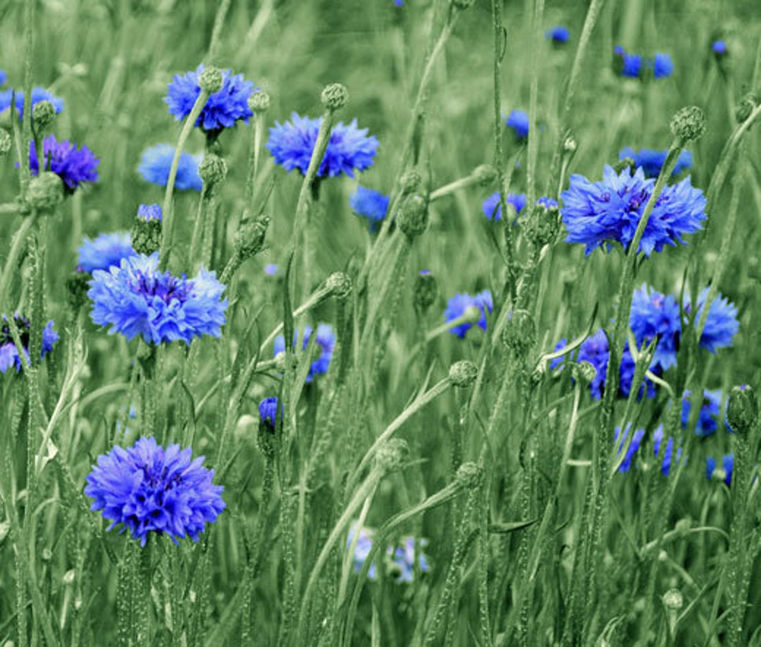 100 Pcs Cornflower Blue Boy Seeds- Centaurea Cyanus Blue Boy-greatly ...