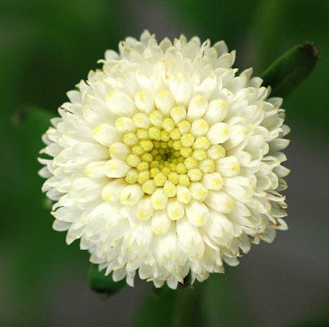 100 Pcs Rare Beautiful Blossom White Snowball Flower Seeds ...