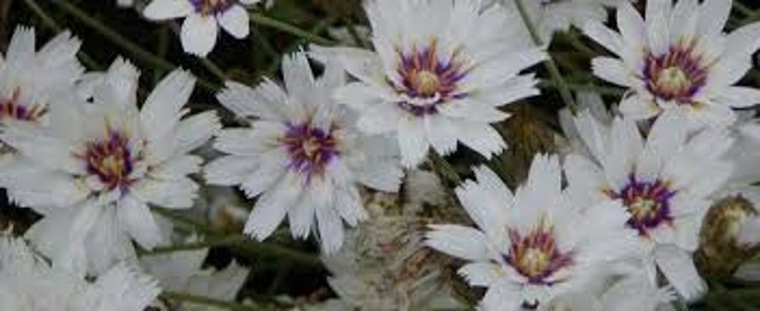 30 Rare Cupid's Dart White Flower Seeds/catananche Caerulea/love Plant ...