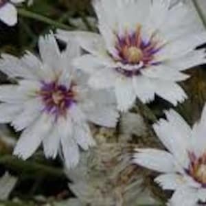 30 Rare Cupid's Dart White Flower Seeds/catananche Caerulea/love Plant ...