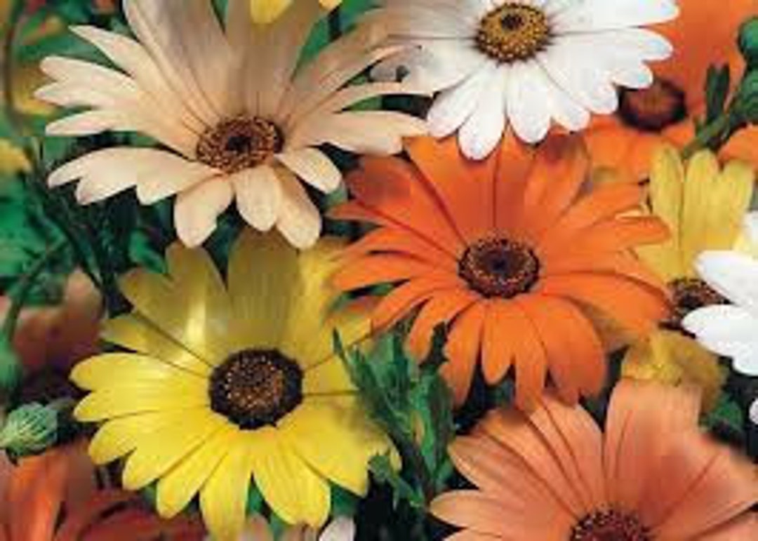 100 Pcs African Daisy Mixed Color Flower Seeds-magarita Africana ...