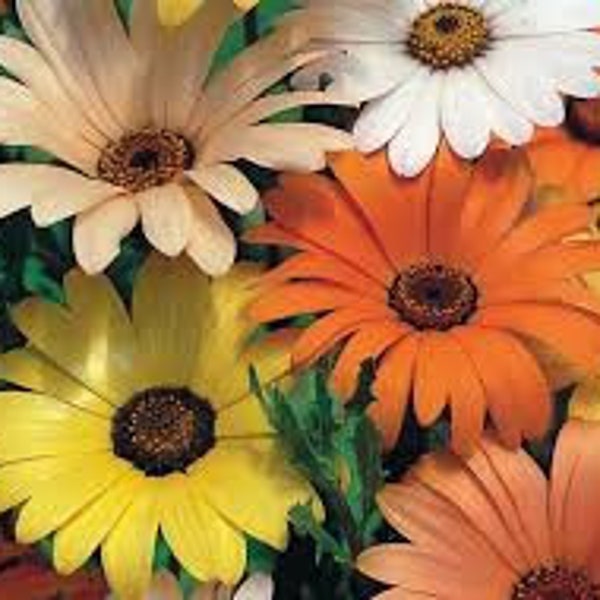 African Daisy Live Plants - Etsy