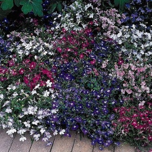 200 Pcs Lobelia Pendula Cascade Mix Seeds-lobelia Erinus-beautiful ...