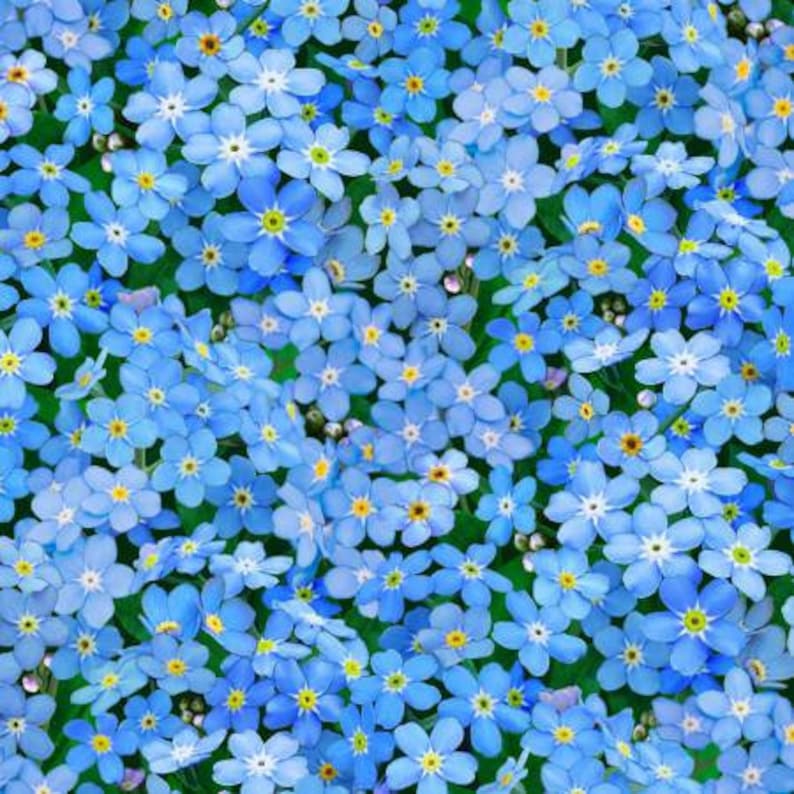 100 Pcs Blue Alpine Forget Me Not Flower Seeds - Heavenly Hybrid ...