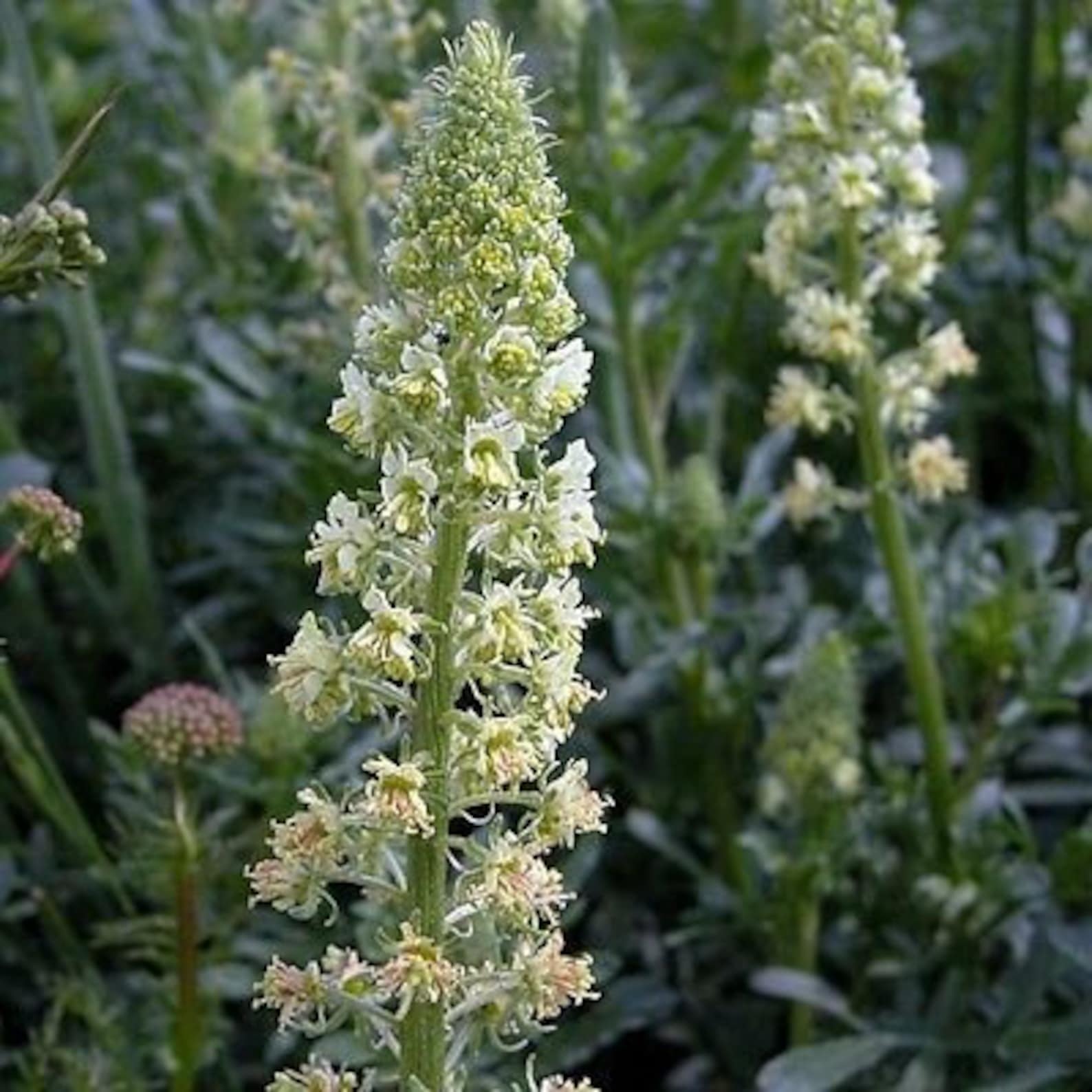 100+ Mignonette Ameliorata Seeds-reseda Odorata-highly Scented ...