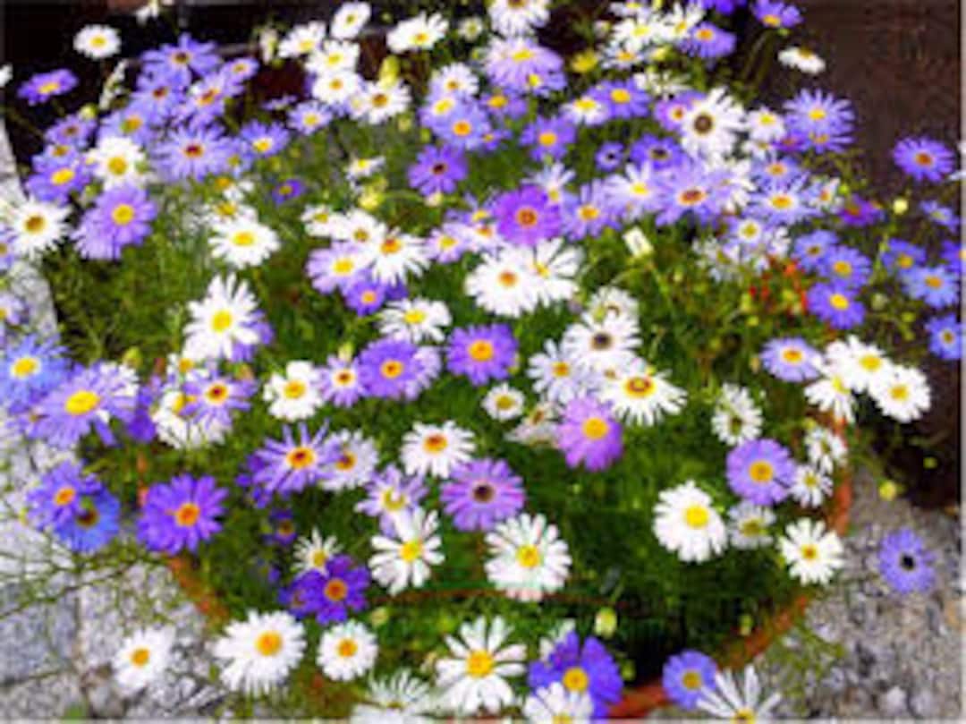 100 Swan River Daisy Mix Flower Seeds/ Brachyscome Iberidifolia Mix ...