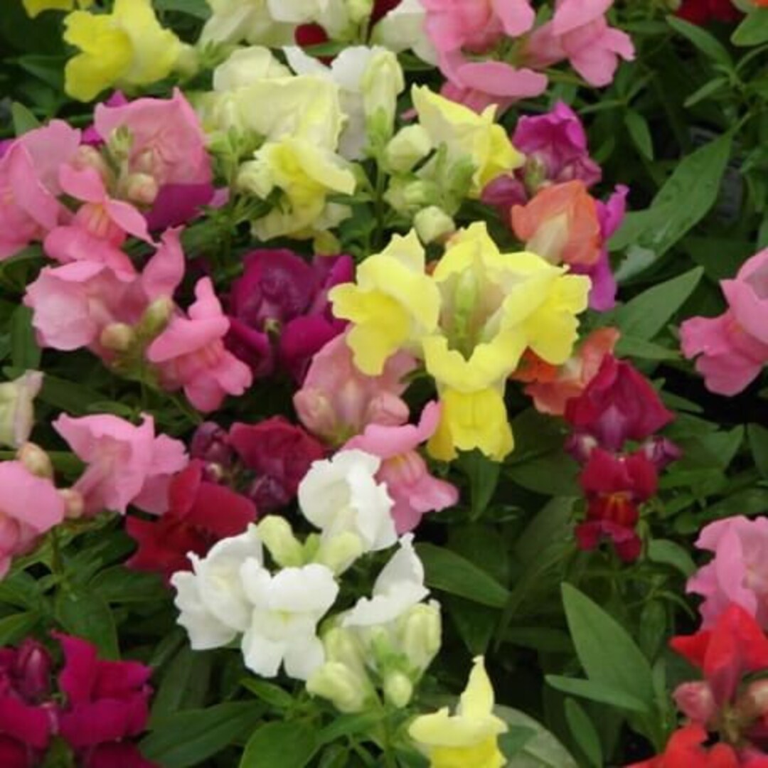 200 Pcs Snapdragon Dwarf Mix Flower Seeds/ Montego Mix/magic Carpet ...