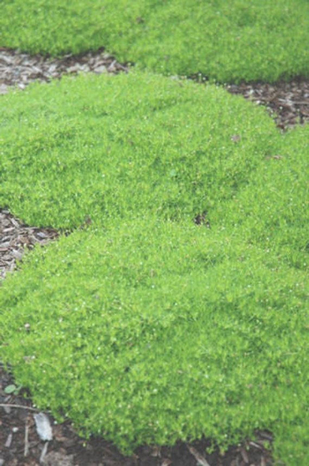 200 Pcs Irish Moss Seeds- Sagina Subulata-fl248-excellent Low Growing ...