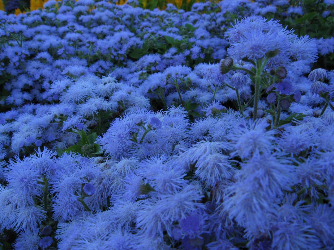 100pcs Blue Floss Flower Seeds-dwarf Blue-true Blue-ageratum ...