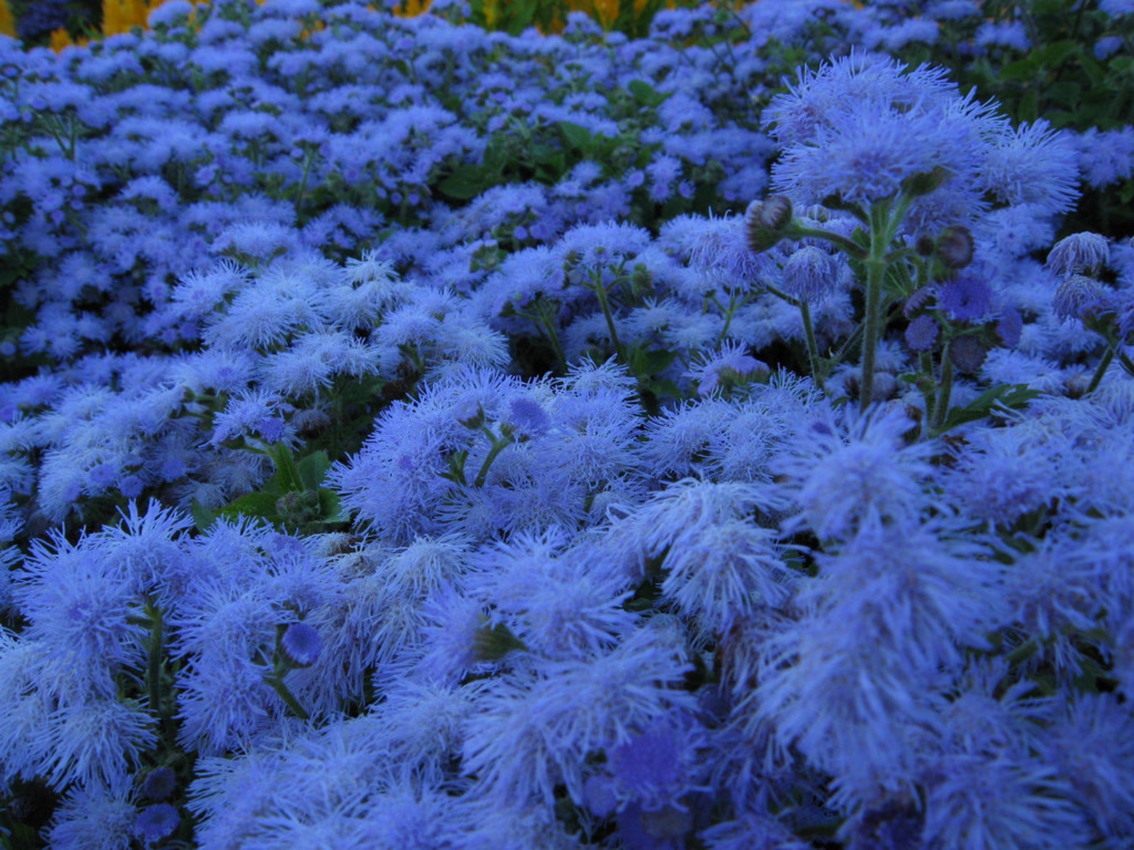 100pcs Blue Floss Flower Seeds-dwarf Blue-true Blue-ageratum ...