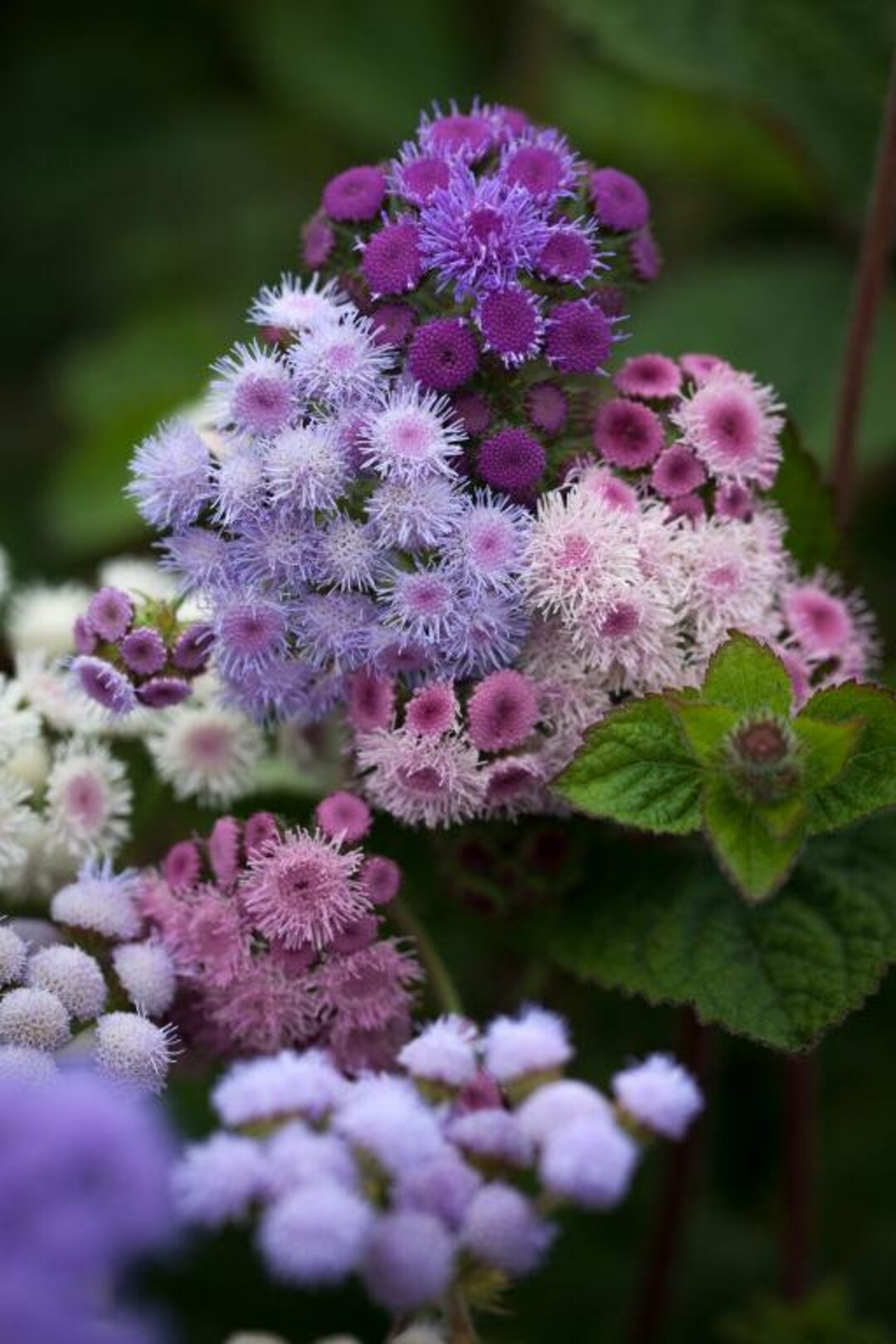 100 Pcs Mix Floss Flower Seeds-dwarf-ageratum HOUSTONIANUM /floss ...