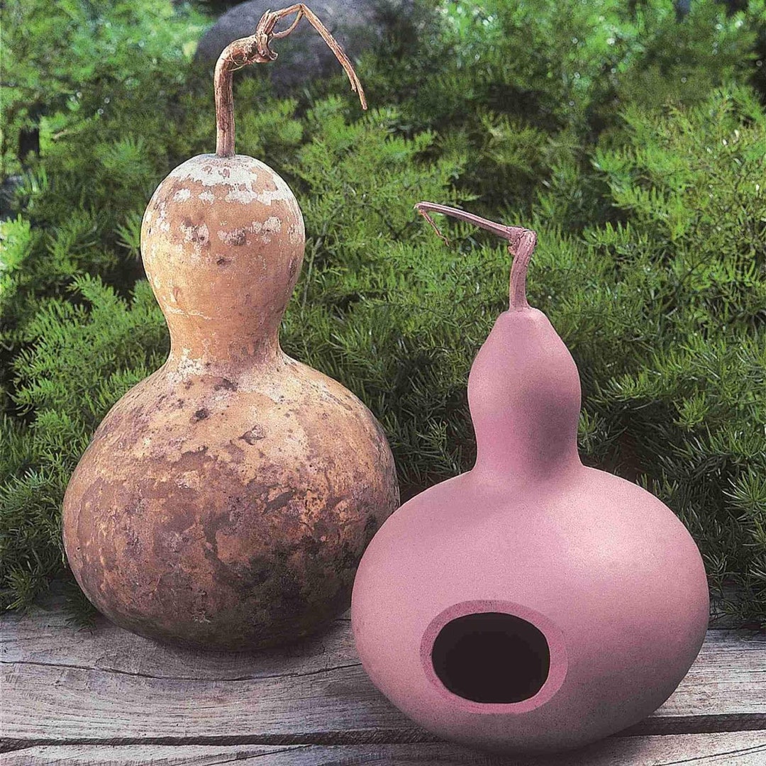 10 Pcs Ornamental Birdhouse Gourd Seeds-calabash Gourd-trumpet Gourd ...