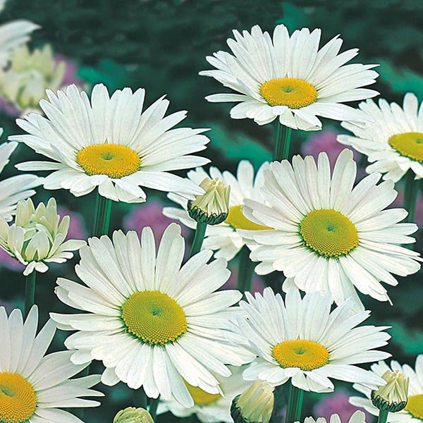 100 Pcs Alaska Shasta Daisy Flower Seeds- Chrysanthemum Maximum (C.X ...