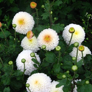 100 Pcs Rare Beautiful Blossom White Snowball Flower Seeds ...