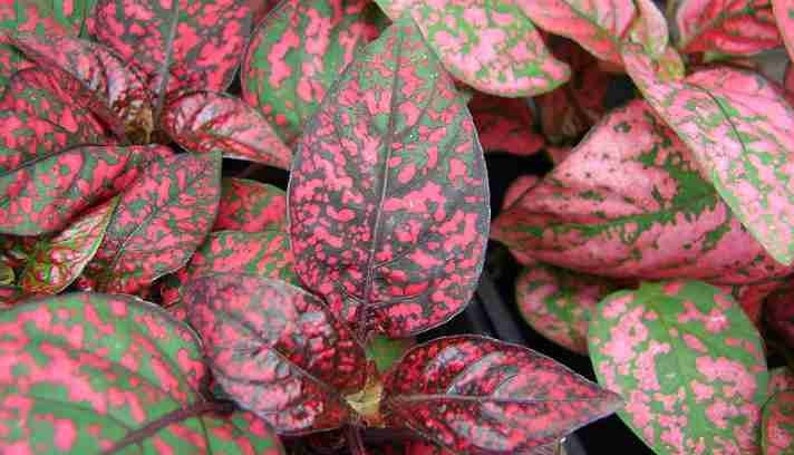 20 Pcs Hypoestes Pink Polka Dot Flower Seeds-fl256-hypoestes ...