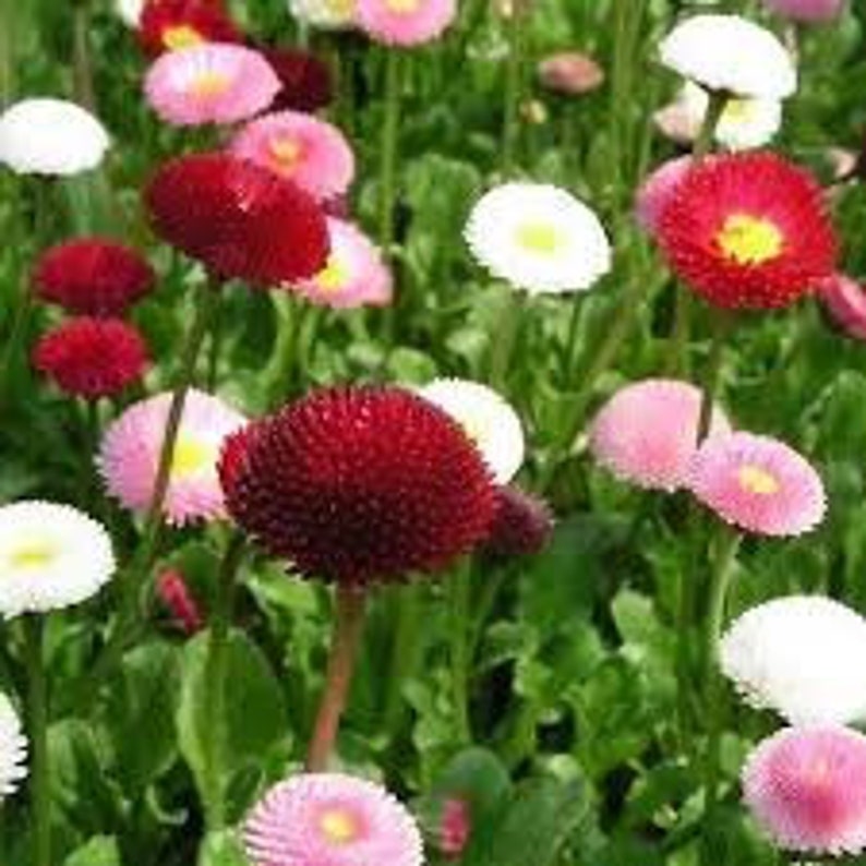 100 Pcs Bellis English Daisy Mix Flower Seeds- Bellis Perennis English ...