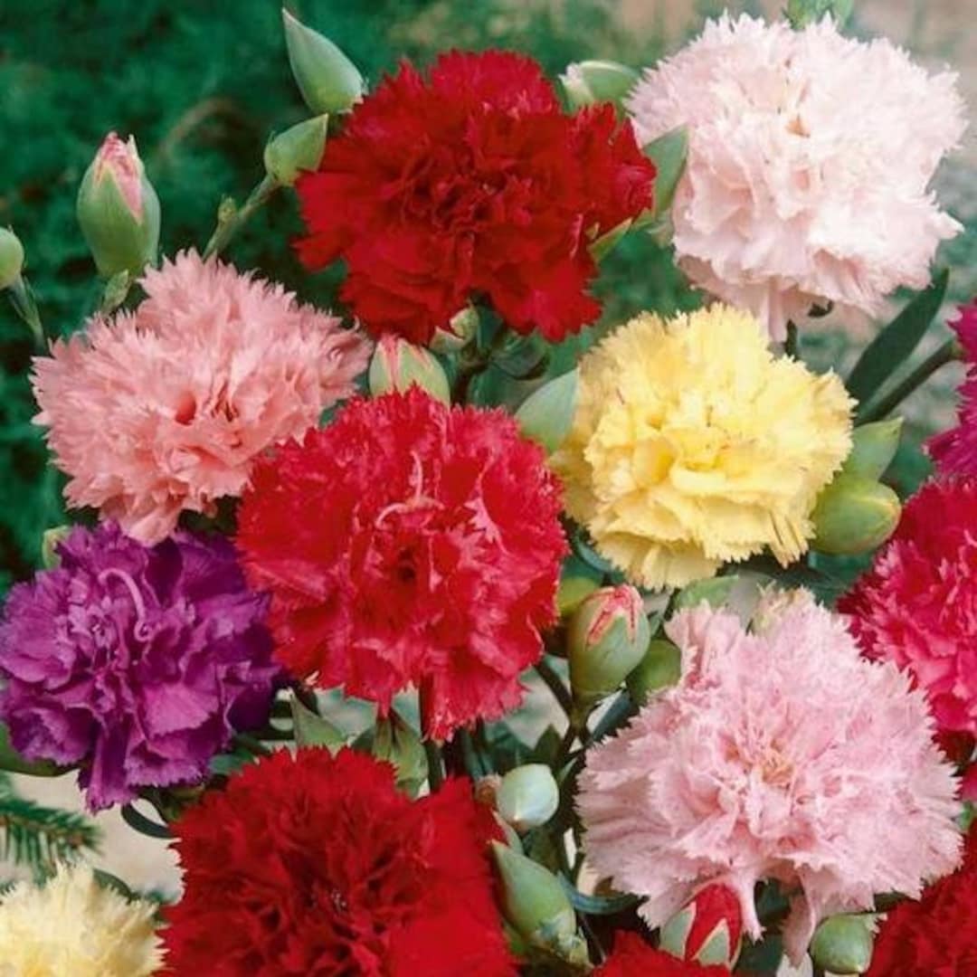 100 Pcs Giant Chabaud Carnation Mix Annual Flower Seeds- DIANTHUS ...