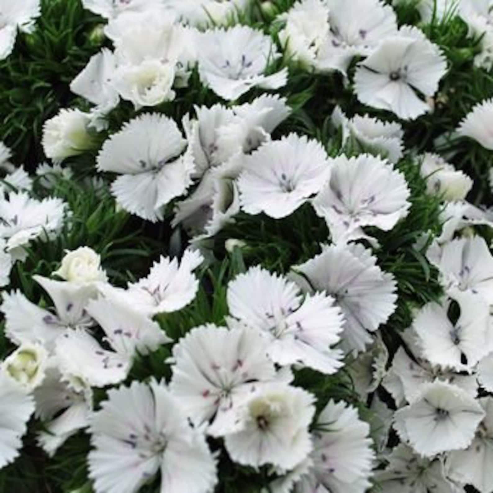 50 Dianthus Barbatus Flower Seeds-dianthus Barbatus Albus/ - Etsy Canada