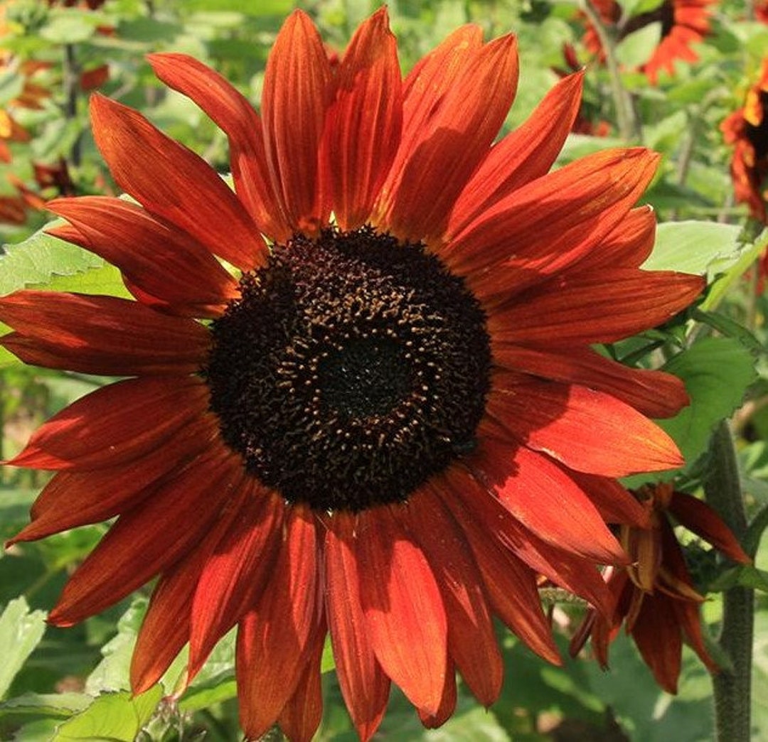 50 Pcs Velvet Queen Sunflower Seeds-fl326-helianthus Annuus-simply ...