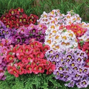 100 Pcs Schizanthus Mix Angel Wings Flower Seeds-schizanthus X ...